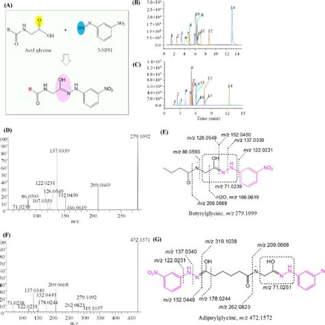 Proposed Fragmentation Patterns Of 3 Nph Derivatized N Acyl Glycine