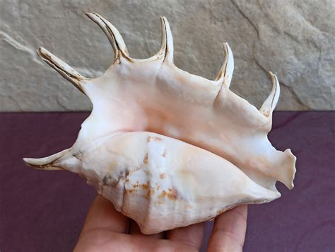 Large Huge Beautiful Shell Big Shell Huge Ocean Shell Sea Shell Treasure Natural Seashells