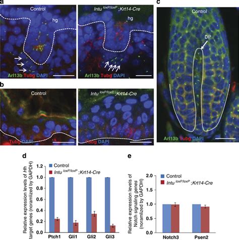 Primary Cilia In Dorsal Skins Of E185 Intuloxploxpkrt14 Cre Mutants