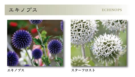 Echinops