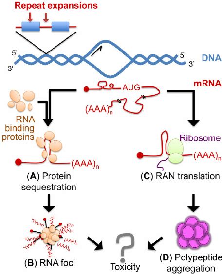 RNA Toxic Gain Of Function Mechanisms A Protein Sequestration Of Download Scientific