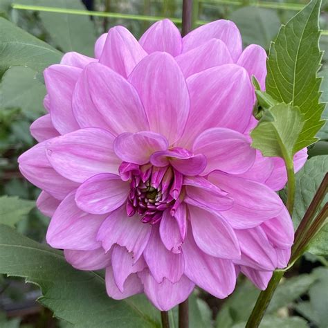 Cinderella Koala Hill Flower Farm