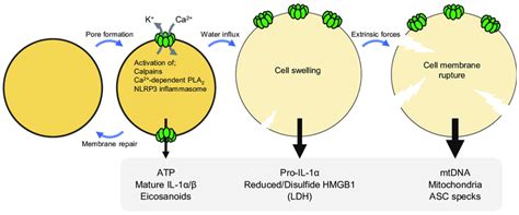 Damage Associated Molecular Patterns Damps And Cytokines Released