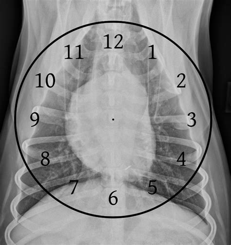 Radiology Canine Clock Face Diagram Quizlet