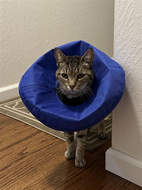 cat with stomatitis still not eating r vet