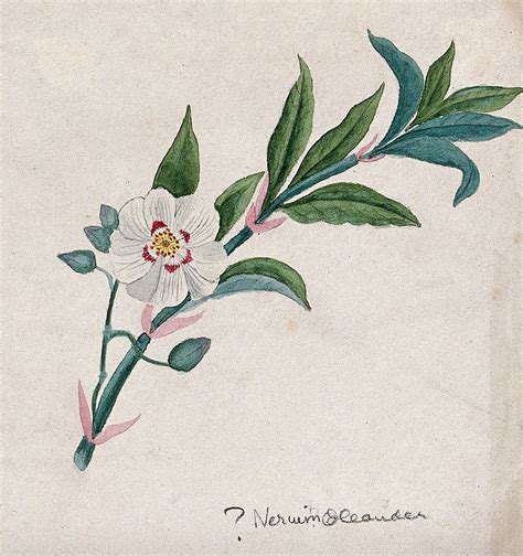 Oleander Or Rose Bay Nerium Oleander Free Photo Illustration