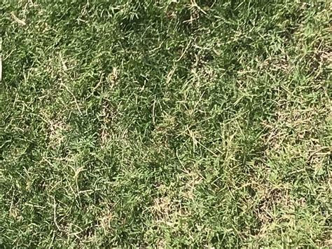 Grass Lawn Free Photo On Pixabay Pixabay Grass Lawn Free Photo On Pixabay Pixabay