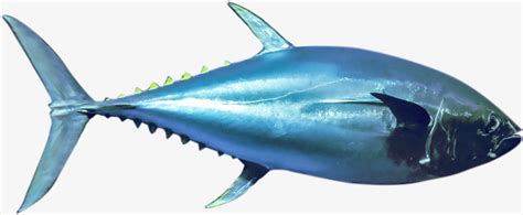 Png Png Kuaipng