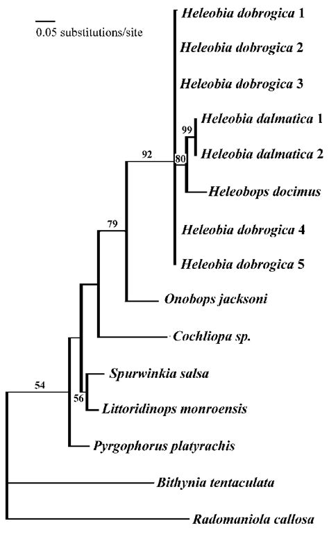 maximum likelihood phylogram see text for details bootstrap support