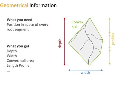 Root Phenotyping Pptx