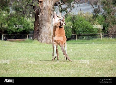 The Two Male Kangaroos Are Fighting Over Who Will End Up Mating With