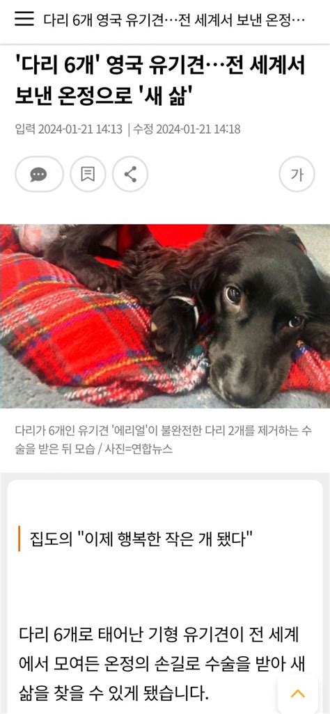 다리 6개 영국 유기견…전 세계서 보낸 온정으로 새 삶 인스티즈 Instiz 이슈 카테고리