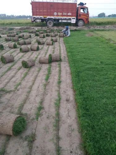 Green Round Natural Barmuda Grass 6 Feet At Rs 4sq Ft In Muzaffarpur
