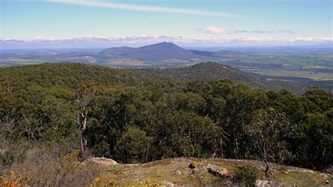 Is Native Forest Logging Really Ending In Victoria Trust Advocate