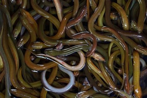 Eels Are Not Poisonous So Why Do Snakes Avoid Them Scimyst