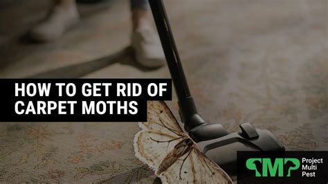 Carpet Moth Natural Remedy At Edwin Williams Blog