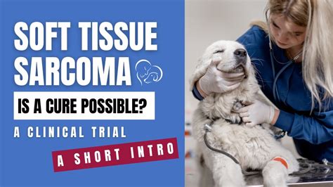 Dog Soft Tissue Sarcoma Life Expectancy No Treatment At Luisa Hines Blog