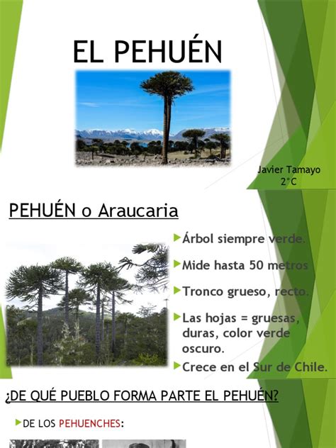 El Pehuén Pdf