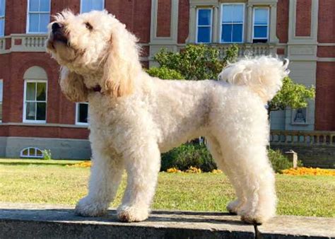 Help My Groomer Shaved My Cockapoo Cockapoo Hq