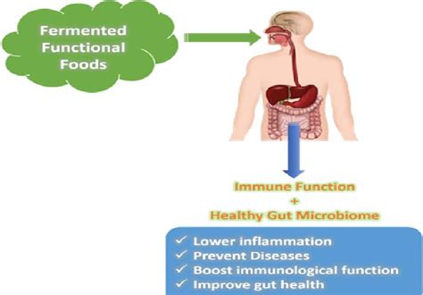 Effects Of Fermented Functional Foods On Health Download Scientific Diagram