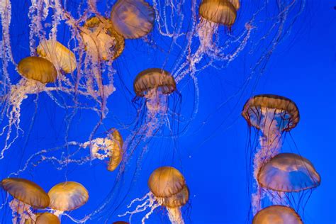 MBARI The Aquarium MBARI