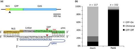 A A Gene Model Of The Nls‐gfp‐gus Reporter The Black Arrowhead