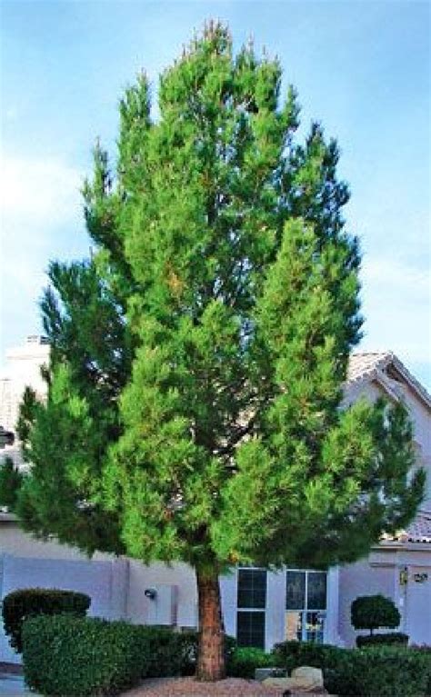 ანა ანა ელდარის ფიჭვი 10 ლარი სიმაღლე 150 180 Facebook