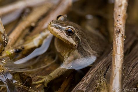The Reptiles And Amphibians Of Utah
