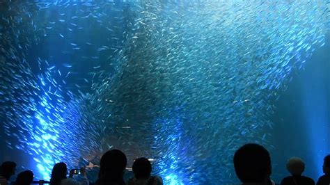 3万5千匹が渦を巻くマイワシのトルネード 名古屋港水族館 YouTube