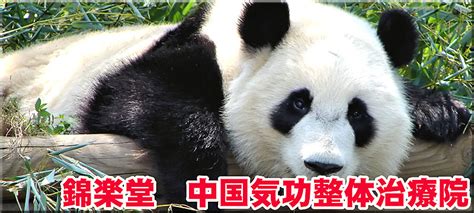 新松戸の気功整体治療院 錦楽堂 新松戸で最も長く開院している整体院です 肩こり・腰痛・骨盤の悩みは当院へ 流山市・馬橋・幸谷からも