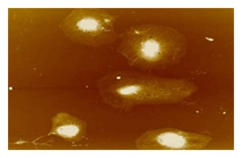 Atomic Force Microscopy Analysis Of The Effects Of Glutamine And Download Scientific Diagram