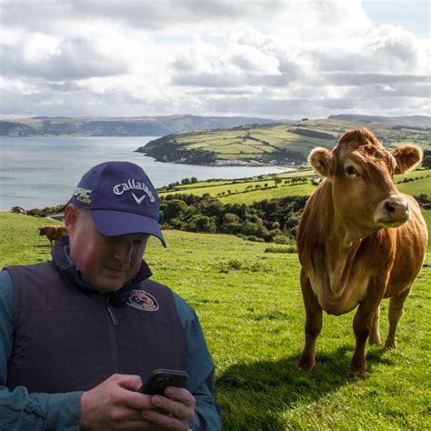 A Guide To Mandatory Eid Tags For Cattle Herdwatch Herdwatch Ie