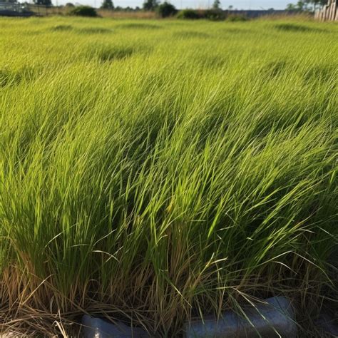 The 8 Best Heat And Drought Resistant Grasses Rhythm Of The Home