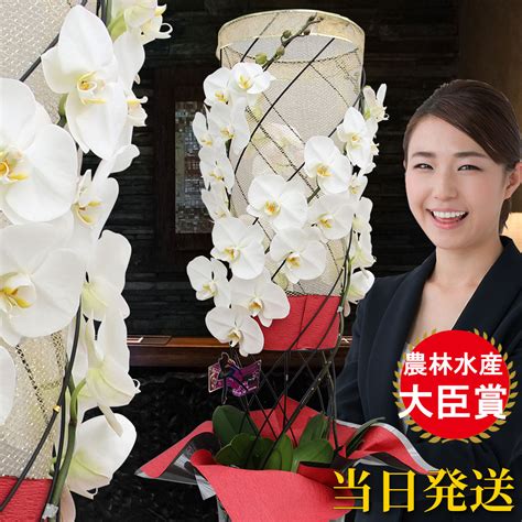 【楽天市場】胡蝶蘭 大輪 ワルツ3本立ち オリジナル らせん型 胡蝶蘭 ギフト 胡蝶蘭 敬老の日 敬老の日 プレゼント お祝い 会社設立
