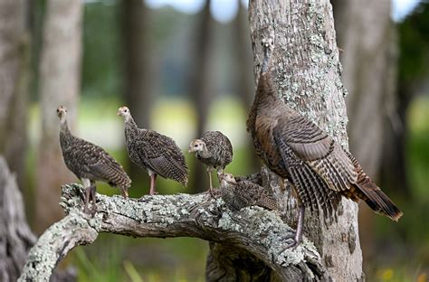 Older Poults Wild Turkey Lab