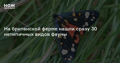 На британской ферме нашли сразу 30 нетипичных видов фауны — Нож