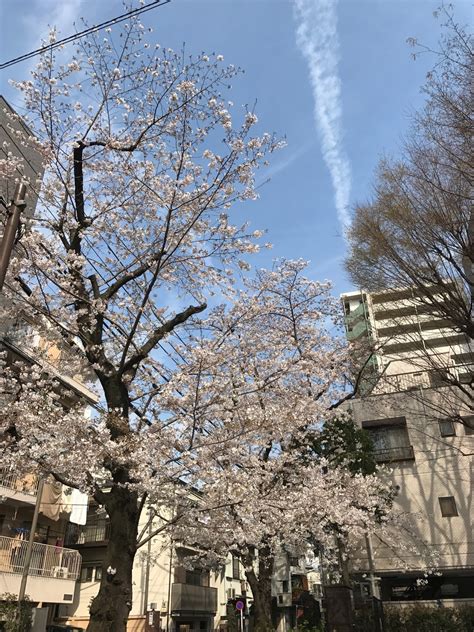 月刊俳句界編集部ブログ さくらさく