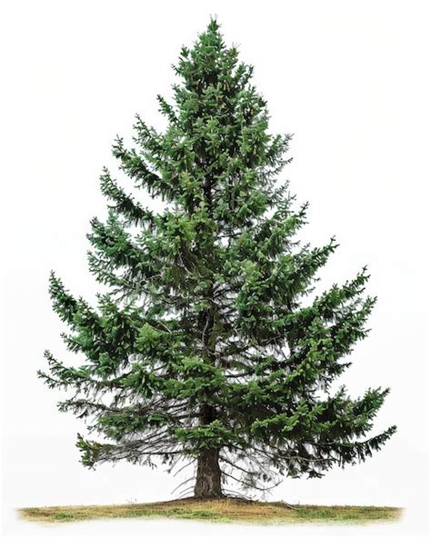 A Single Sitka Spruce Tree Isolated On A White Backdrop Premium Ai