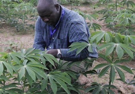 Using Gene Editing Tech To Create Virus Resistant Plants Could Be