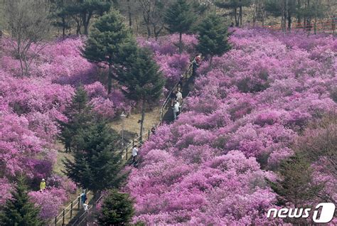 만개한 진달래꽃 네이트 뉴스