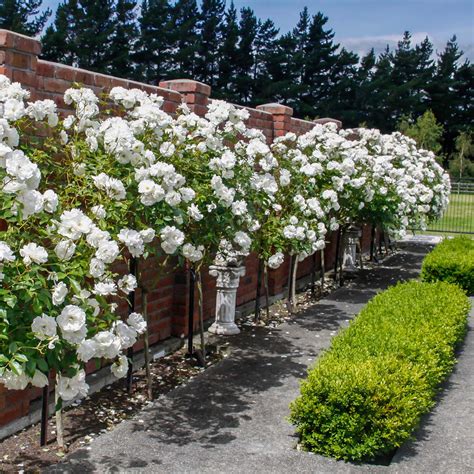 Landscaping With Drift Roses Companion Plants For Drift Roses Plants