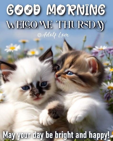 Happy Thursday With Cats