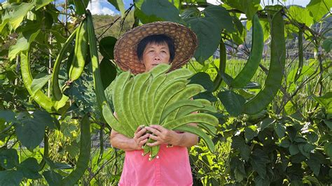 阿嬷摘20多斤刀豆，用两种方法腌酸刀豆，15天后黄绿脆爽酸辣开胃丨pickled Sword Beans【闽湖阿嬤fujiangrandma】 Youtube