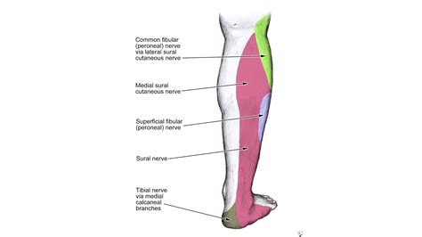 Lower Extremity Regional Anesthesia Overview Internet Book Of Msk