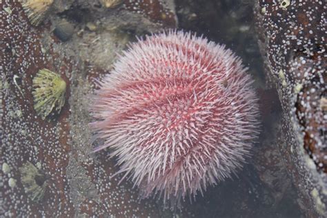Phylum Echinodermata Echinus