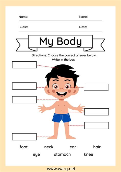 بطاقات أجزاء الجسم إنجليزي Body Parts منصة ورق التعليمية