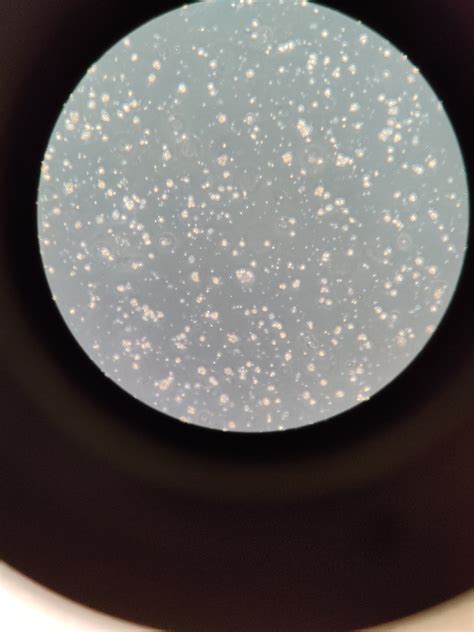 43 Questions With Answers In Thp 1 Cells Science Topic