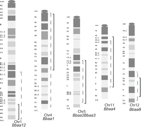 Approximate Boundaries Of Introgressed Regions For Each Bbaa Qtl Bbaa Download Scientific