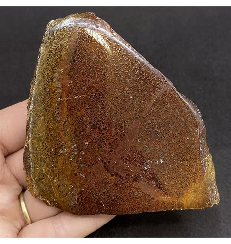 Fossils For Sale Fossils High Grade Agatised Dinosaur “gem