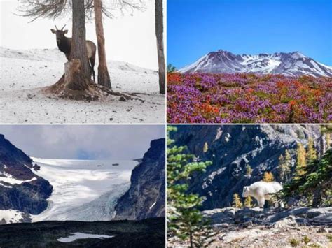 Tundra Concepto Tipos Clima Flora Y Fauna My XXX Hot Girl